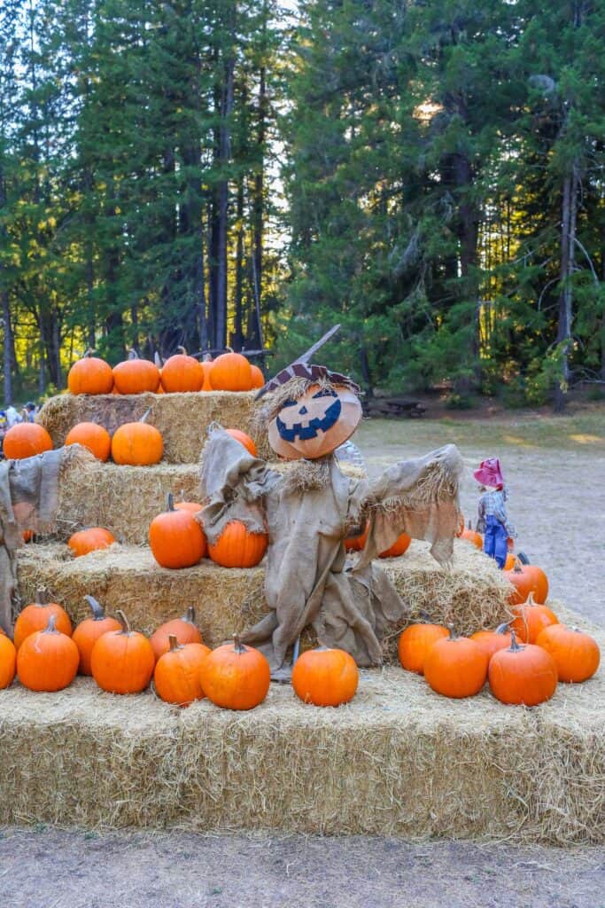 Pumpkin Express Skunk Train in Willits - A Mendocino County Autumn Gem ...