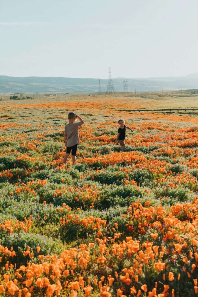 Guide to Visiting the Antelope Valley California Poppy Reserve - Day ...